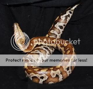 new 09 sumatran red blood python! | Reptile Forums