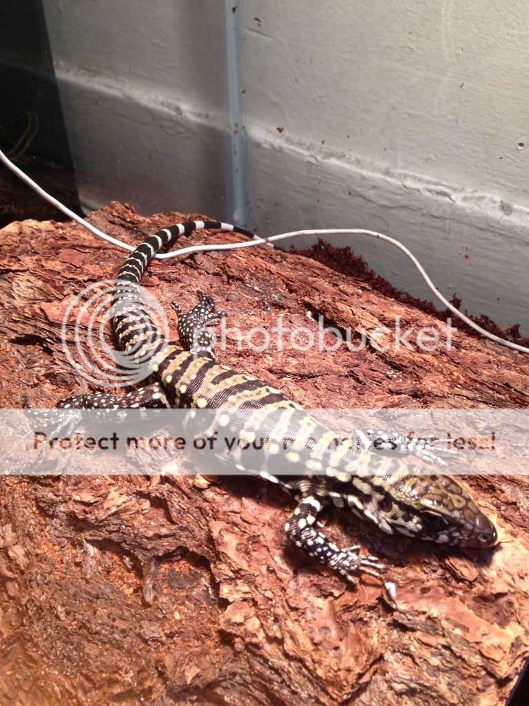 New here and just wanted to share my blue tegu!! | Reptile Forums