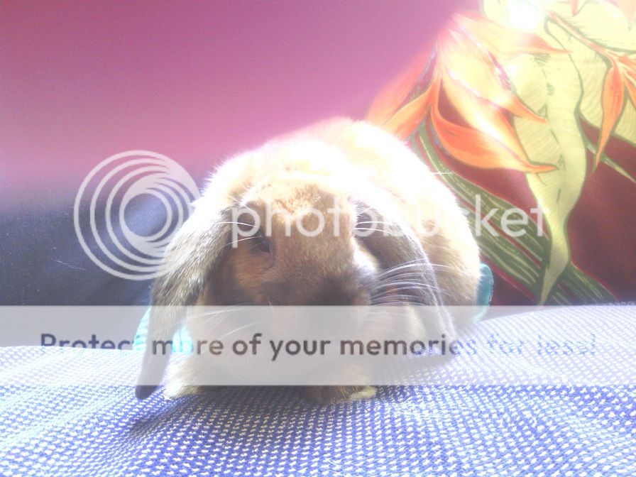 Today is three month anniversary of having Peanut. | Rabbits Online Pet ...