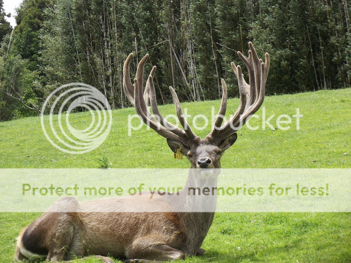 What is stag?? | BladeForums.com